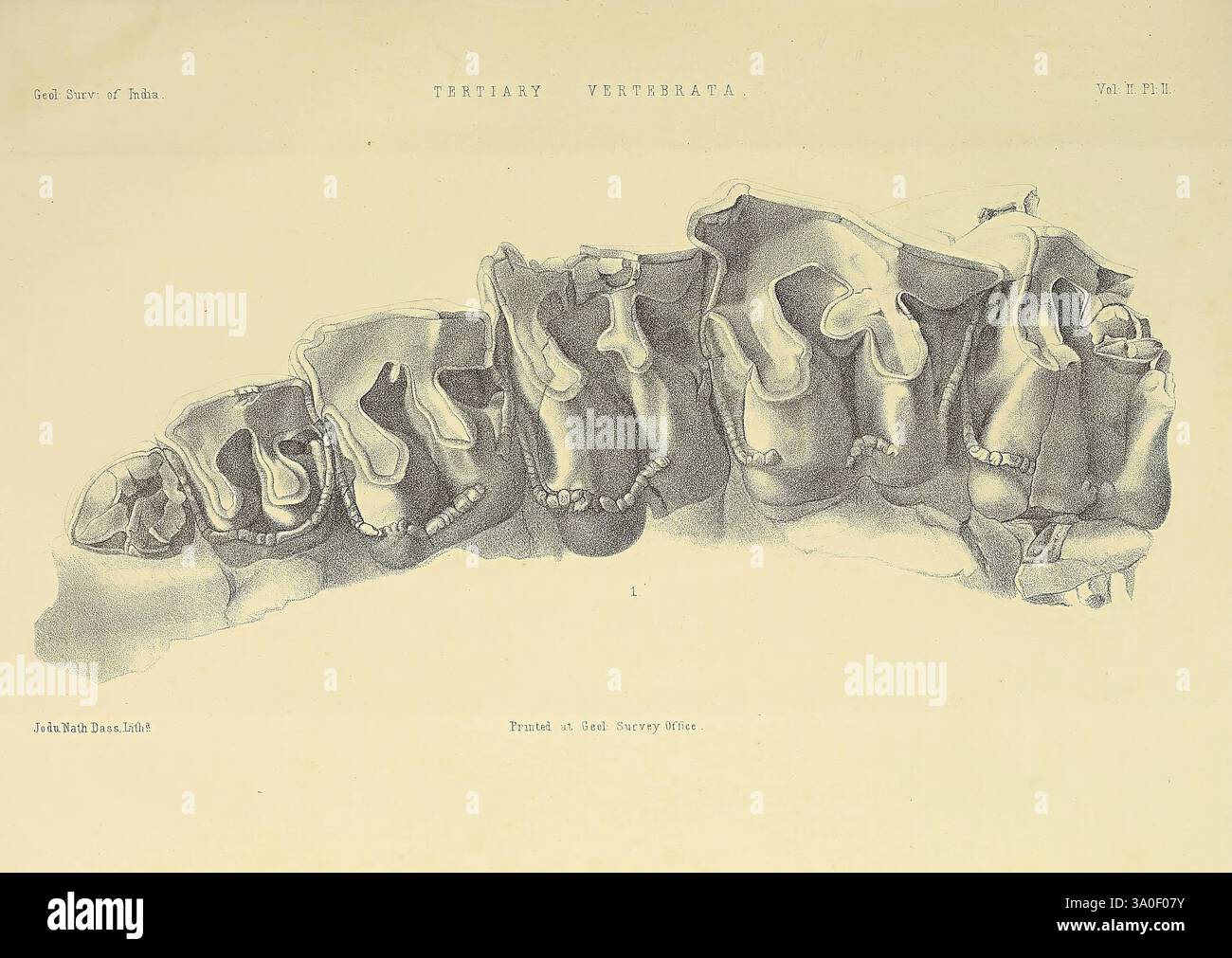 Indian Tertiary and post-Tertiary Vertebrata. Calcutta, Geological ...