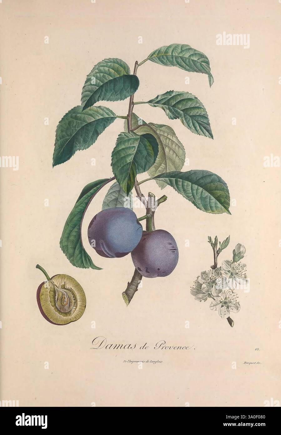 Pomologie française, Paris, Langlois et Leclercq, 1846. Arbres ...