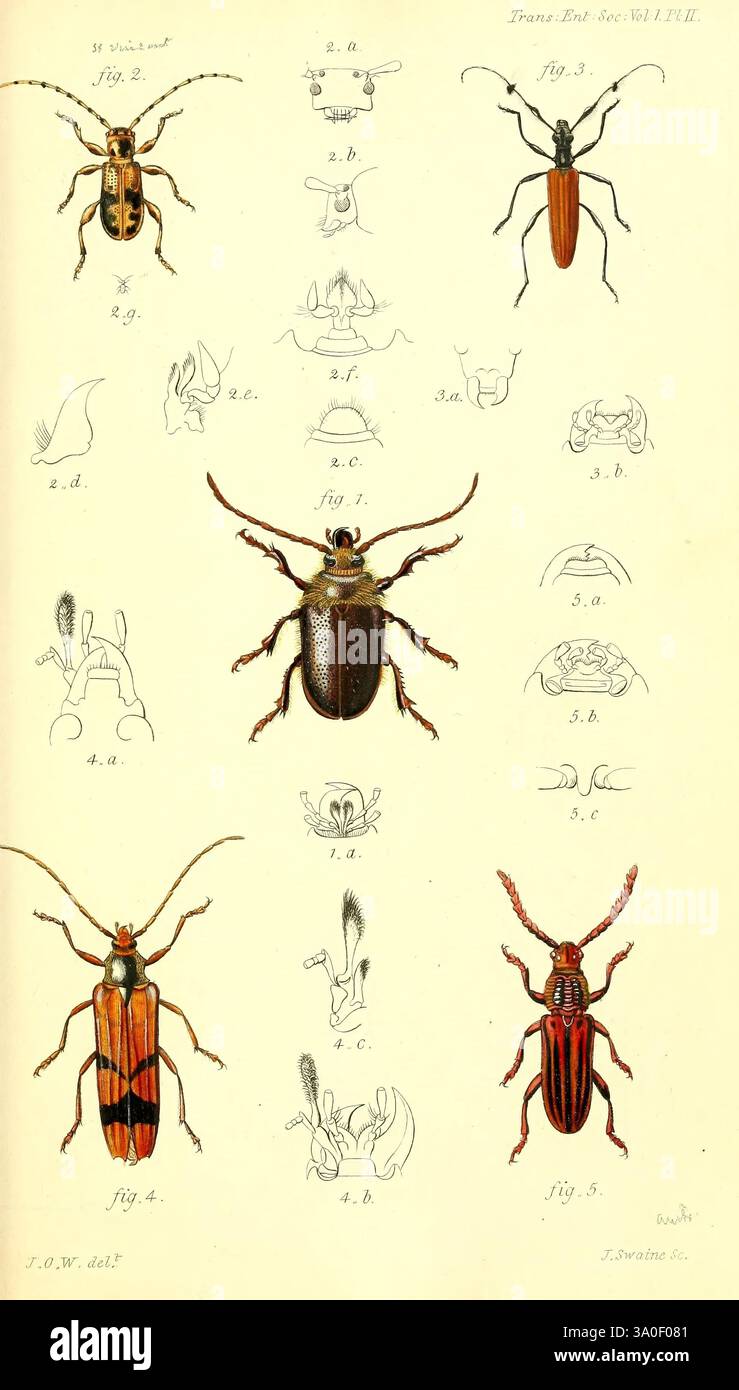Depictions of different beetle species hi-res stock photography and ...