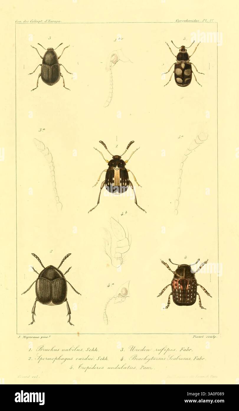 Top row highlights beetles hi-res stock photography and images - Alamy