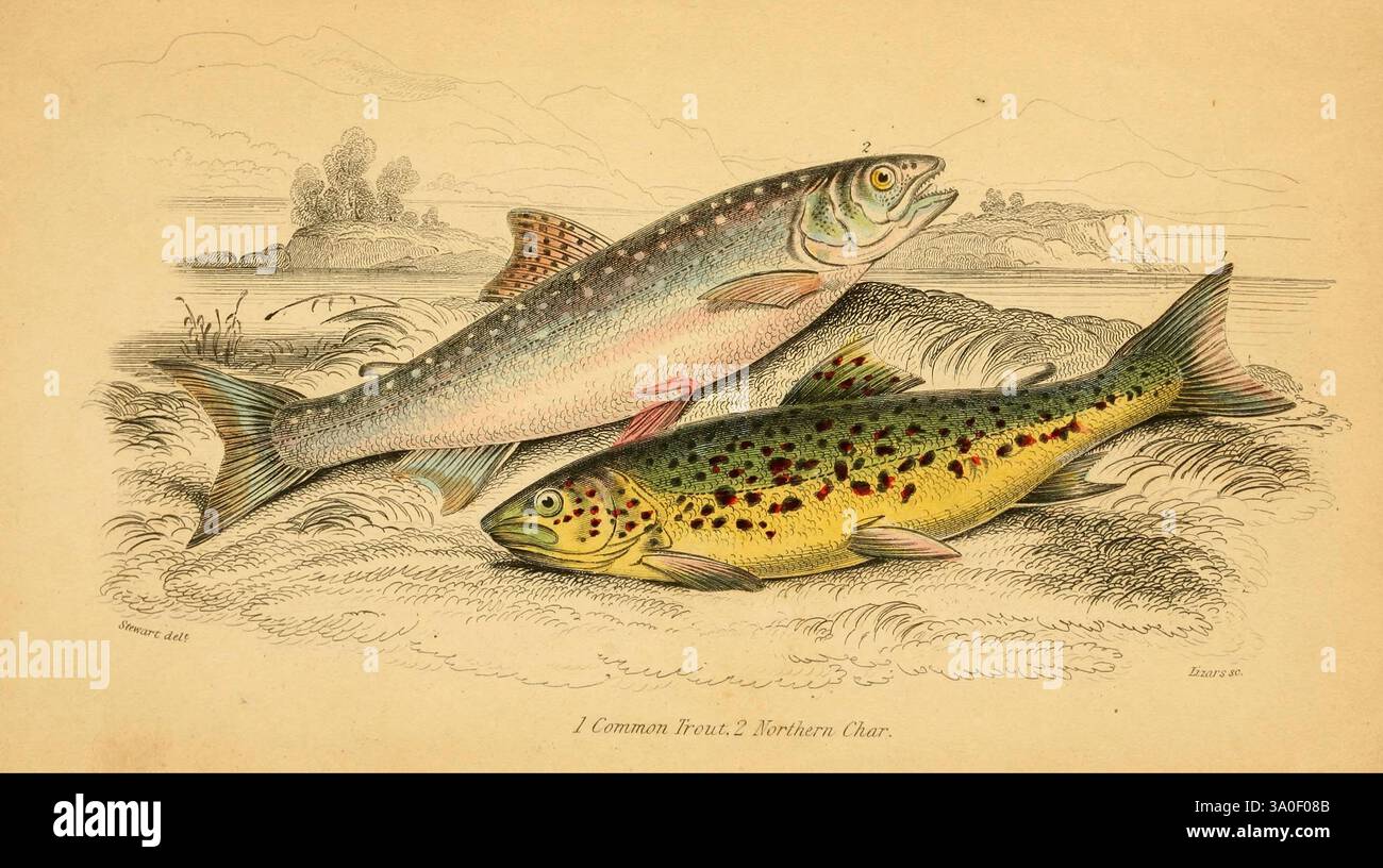 Lower trout displays hi-res stock photography and images - Alamy
