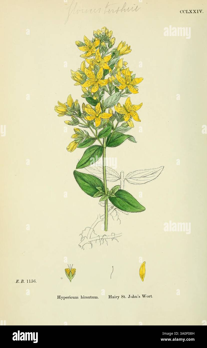 Detailed botanical depiction of hypericum bifornutum hi-res stock ...