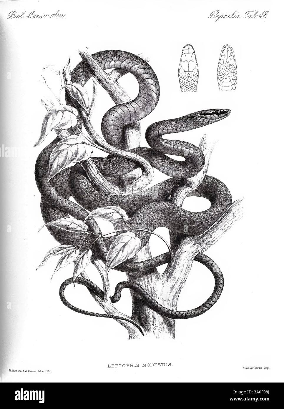 Biologia Centrali-Americana, London, 1879-1915. Archaeology, Botany ...