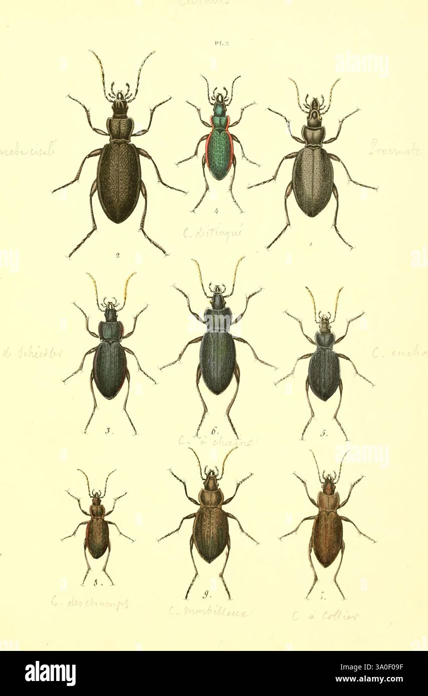 Musée Entomologique Illustré T.1 Paris, Rothschild, 1876-1878. Beetles ...