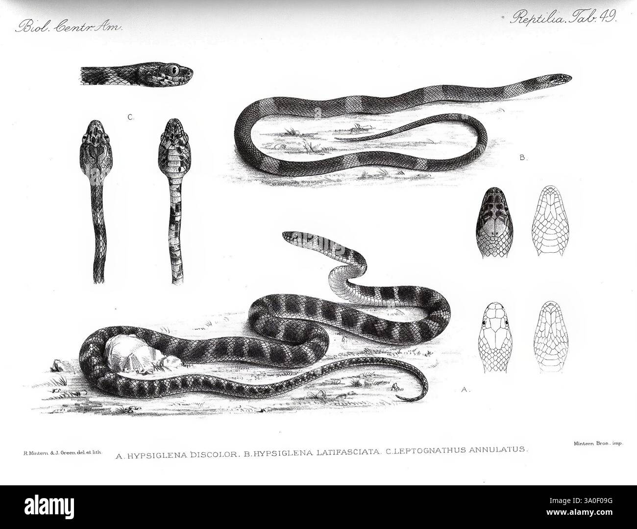 Close up depictions of snake heads hi-res stock photography and images ...