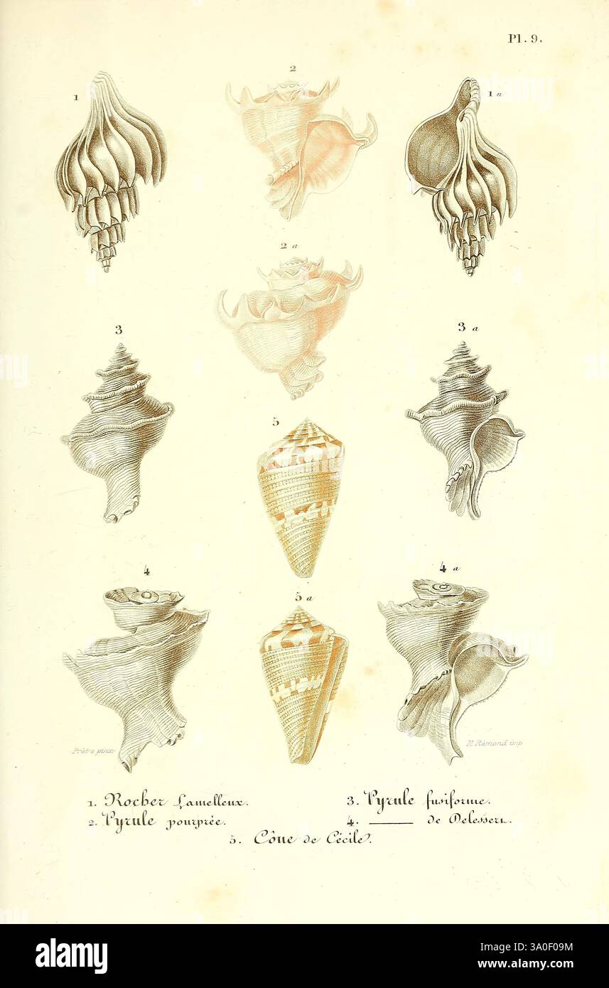 Unique conical shells hi-res stock photography and images - Alamy