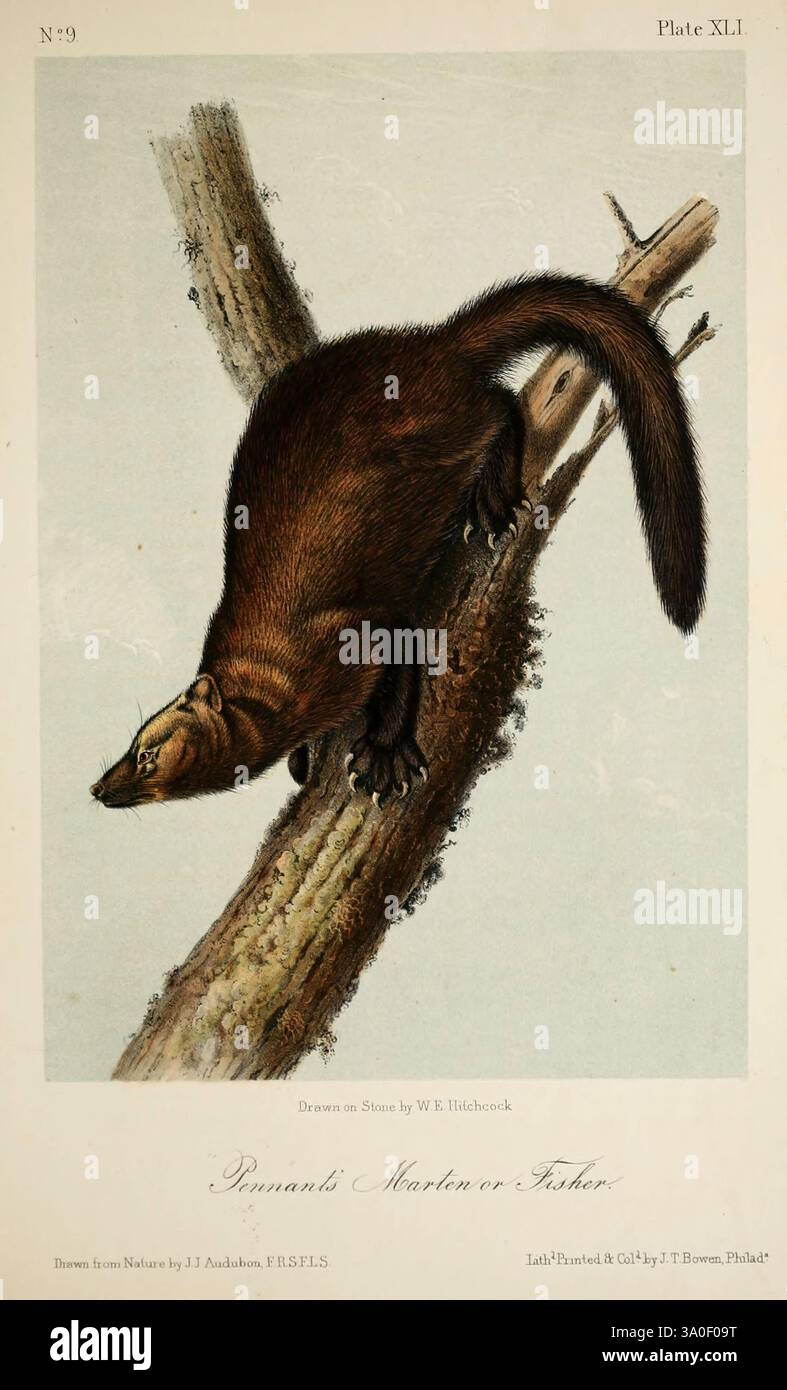 The quadrupeds of North America New York, V.G. Audubon, 1851-54 ...