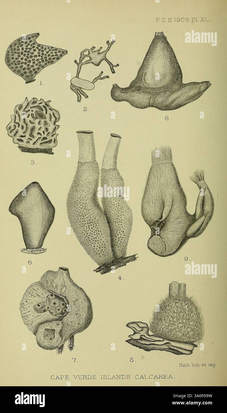 Fascinating oceanic life forms hi-res stock photography and images - Alamy