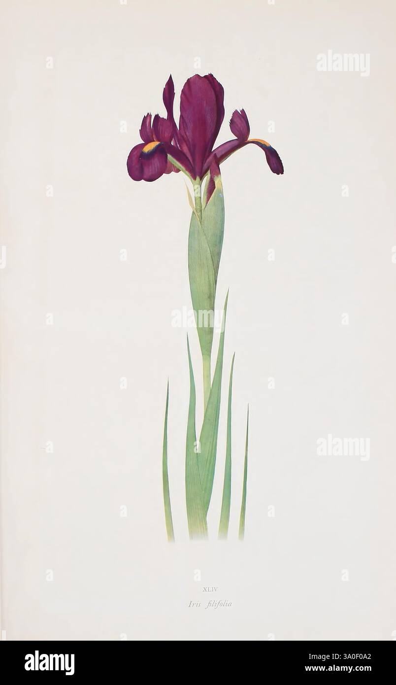 Flowering iris showcases hi-res stock photography and images - Alamy