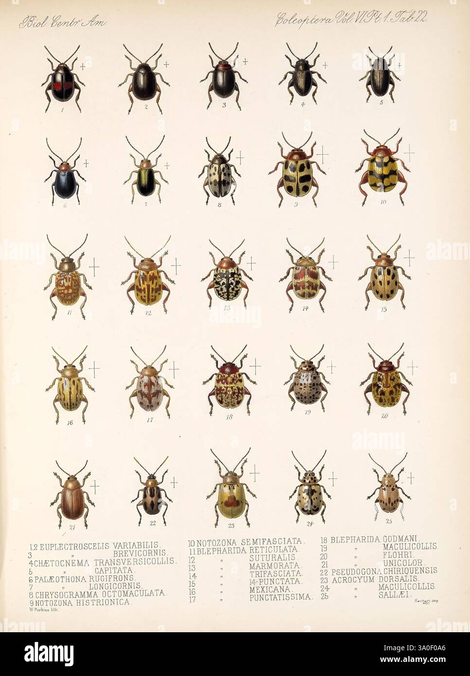 Observe distinct patterns hi-res stock photography and images - Alamy