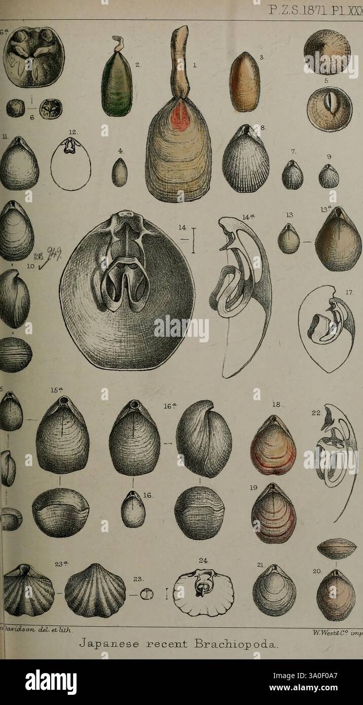 Different types of brachiopods hi-res stock photography and images - Alamy