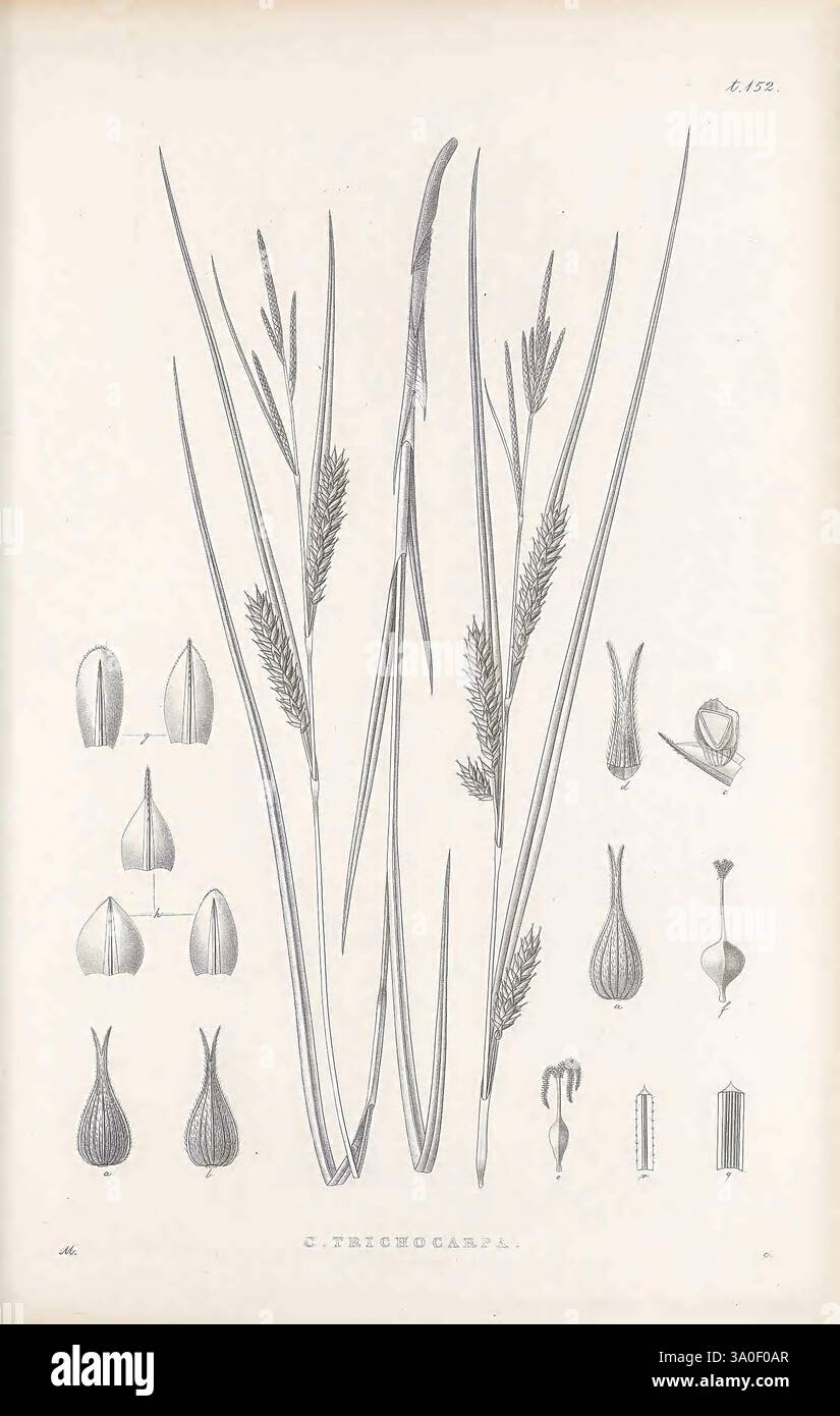 Illustrations, of, the, genus, Carex, London, William, Pamplin, 1858 ...