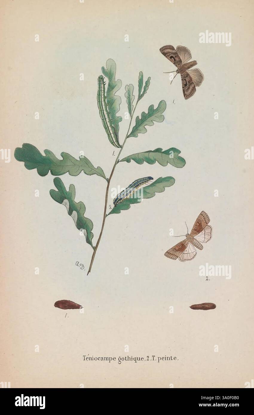 Two moths in flight hi-res stock photography and images - Alamy