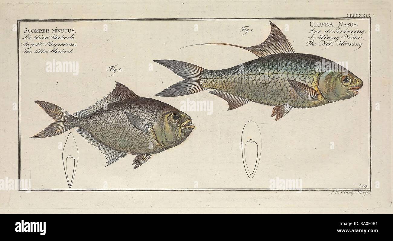 Illustration features two detailed depictions of fish hi-res stock ...