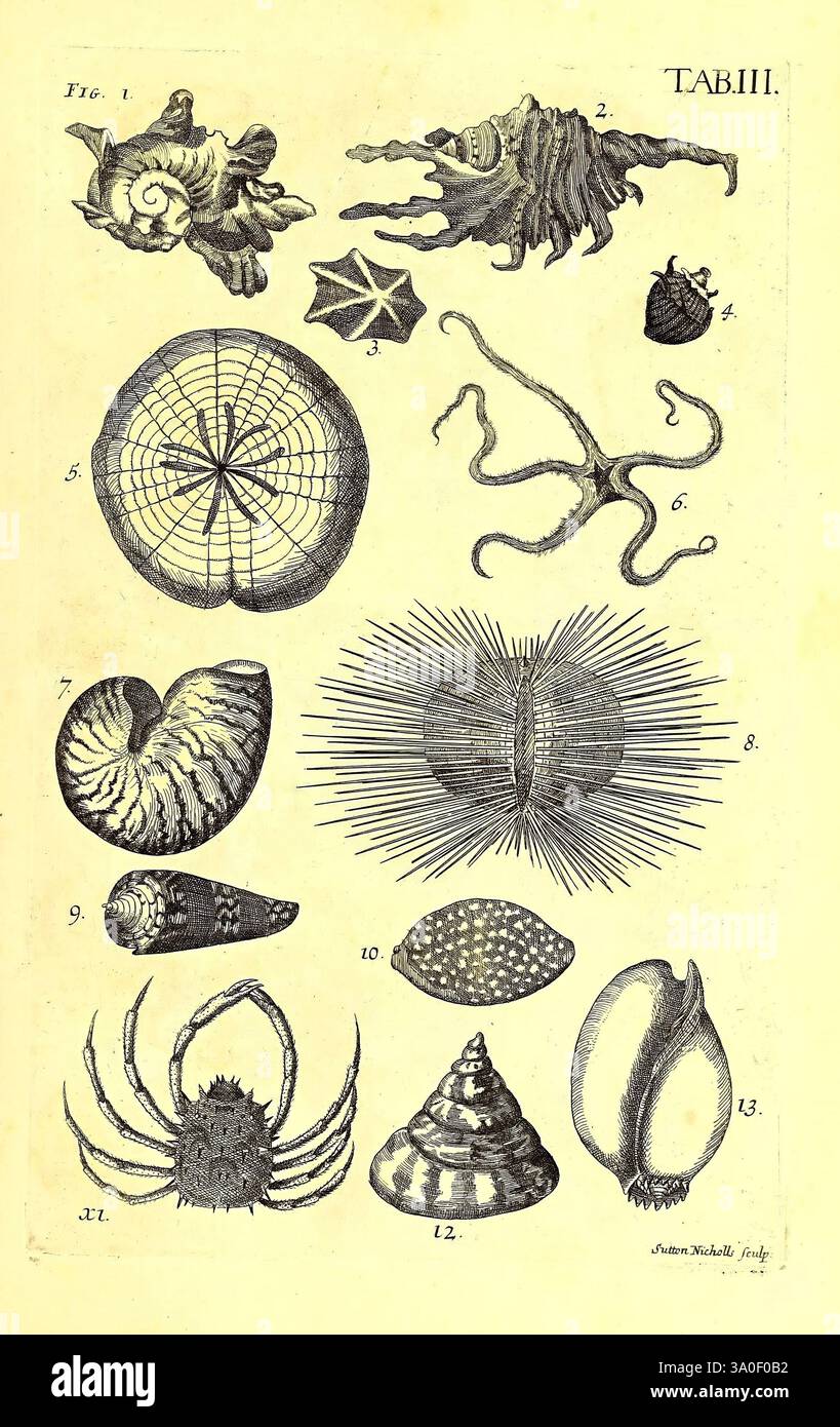 Jacobi Petiveri Opera Historiam naturalem spectantia London 1767 ...