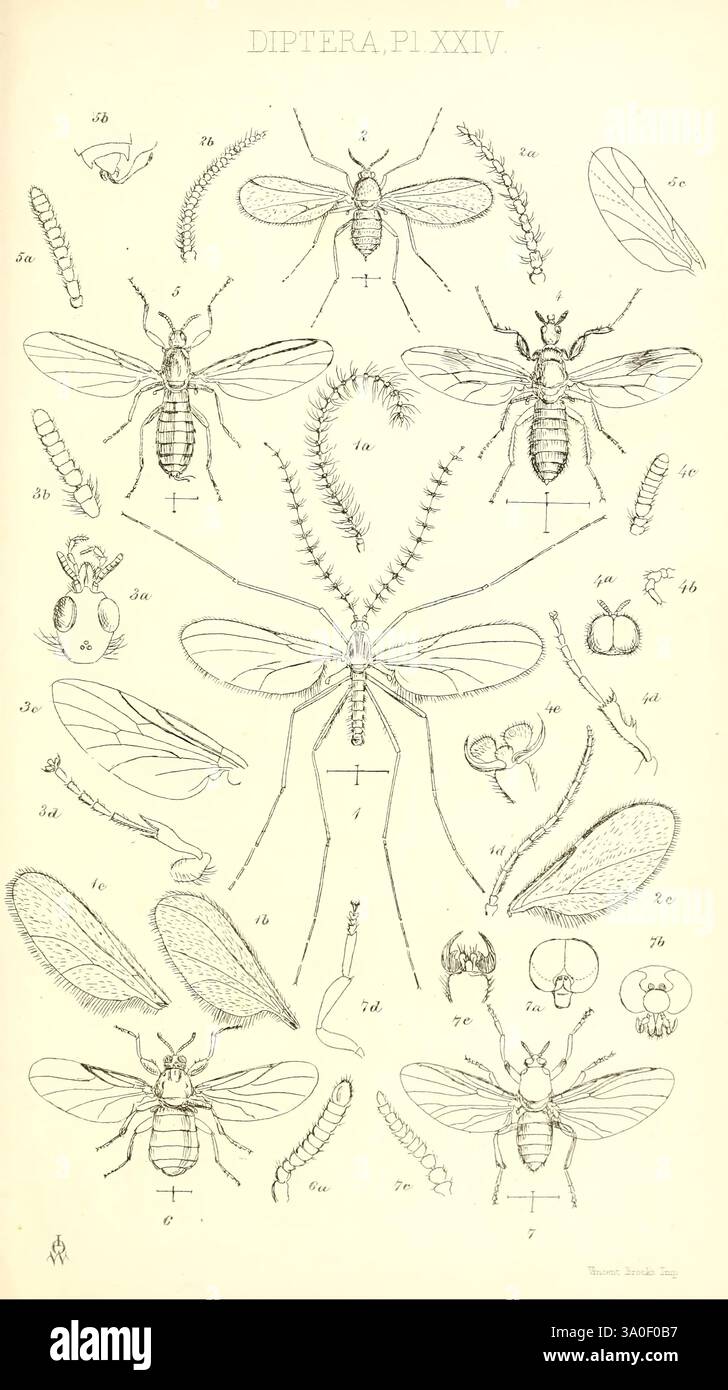 Morphological differences across species hi-res stock photography and ...