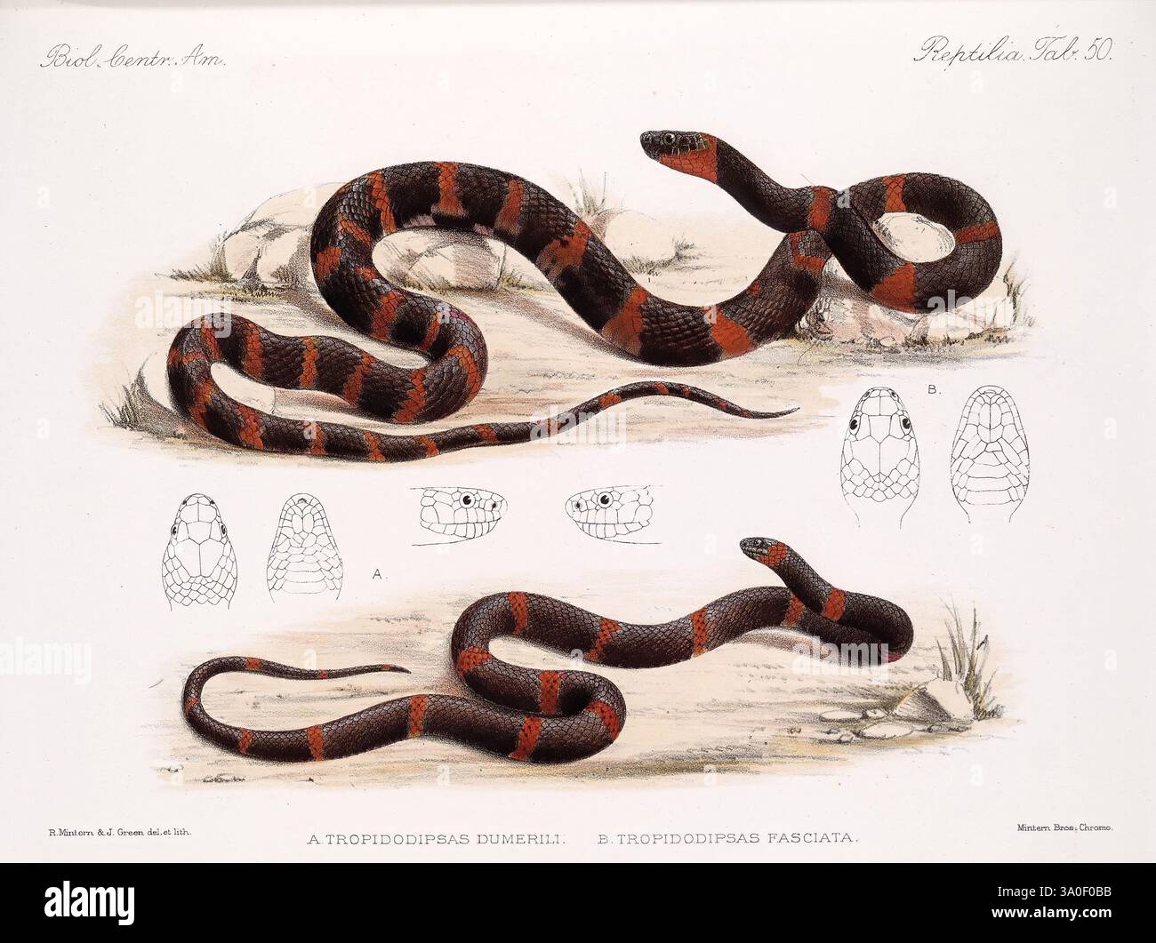 Biologia Centrali-Americana, London, 1879-1915. Archaeology, Botany ...