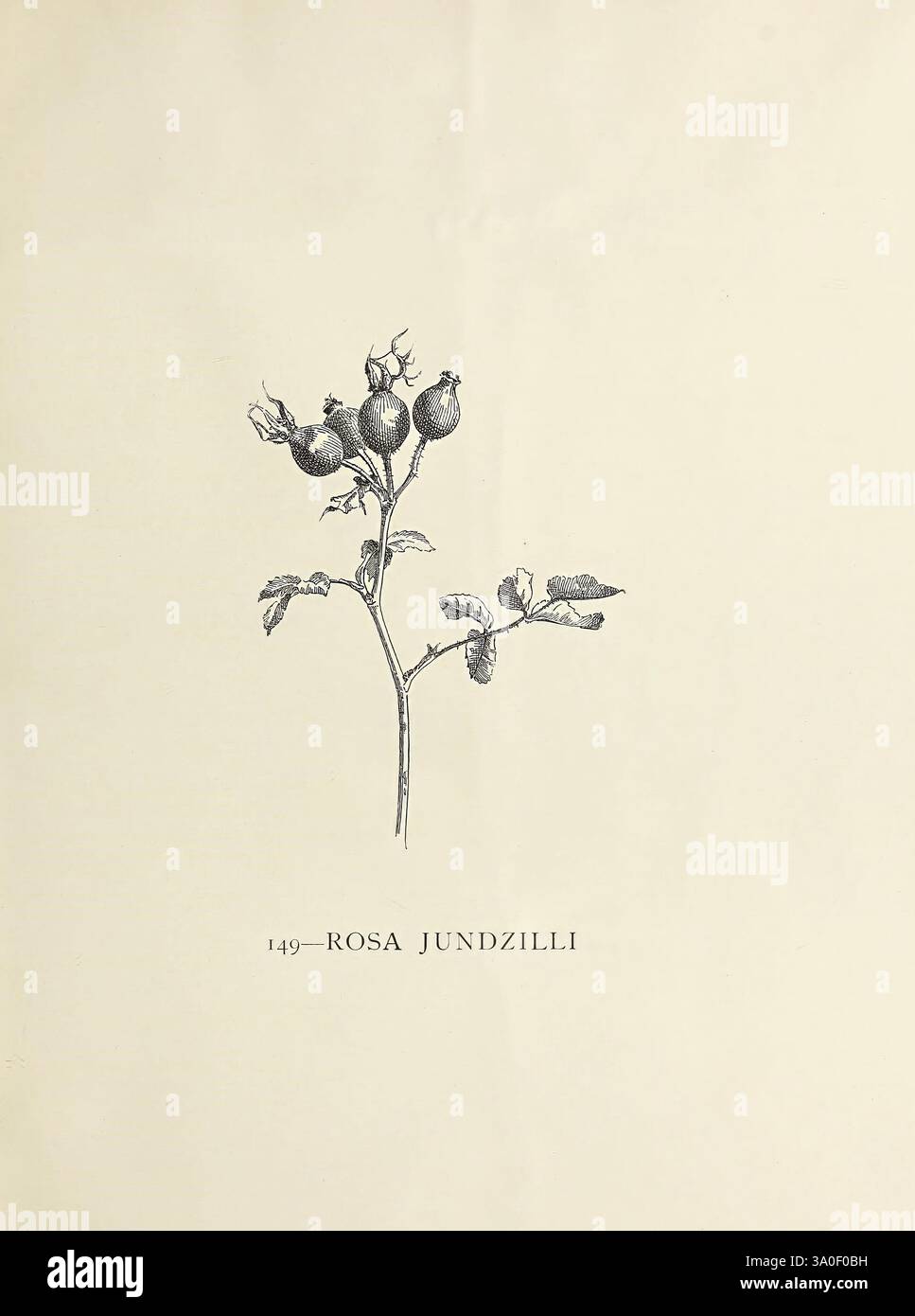 The, genus, Rosa, London, John, Murray, 1914, roses, The illustration ...