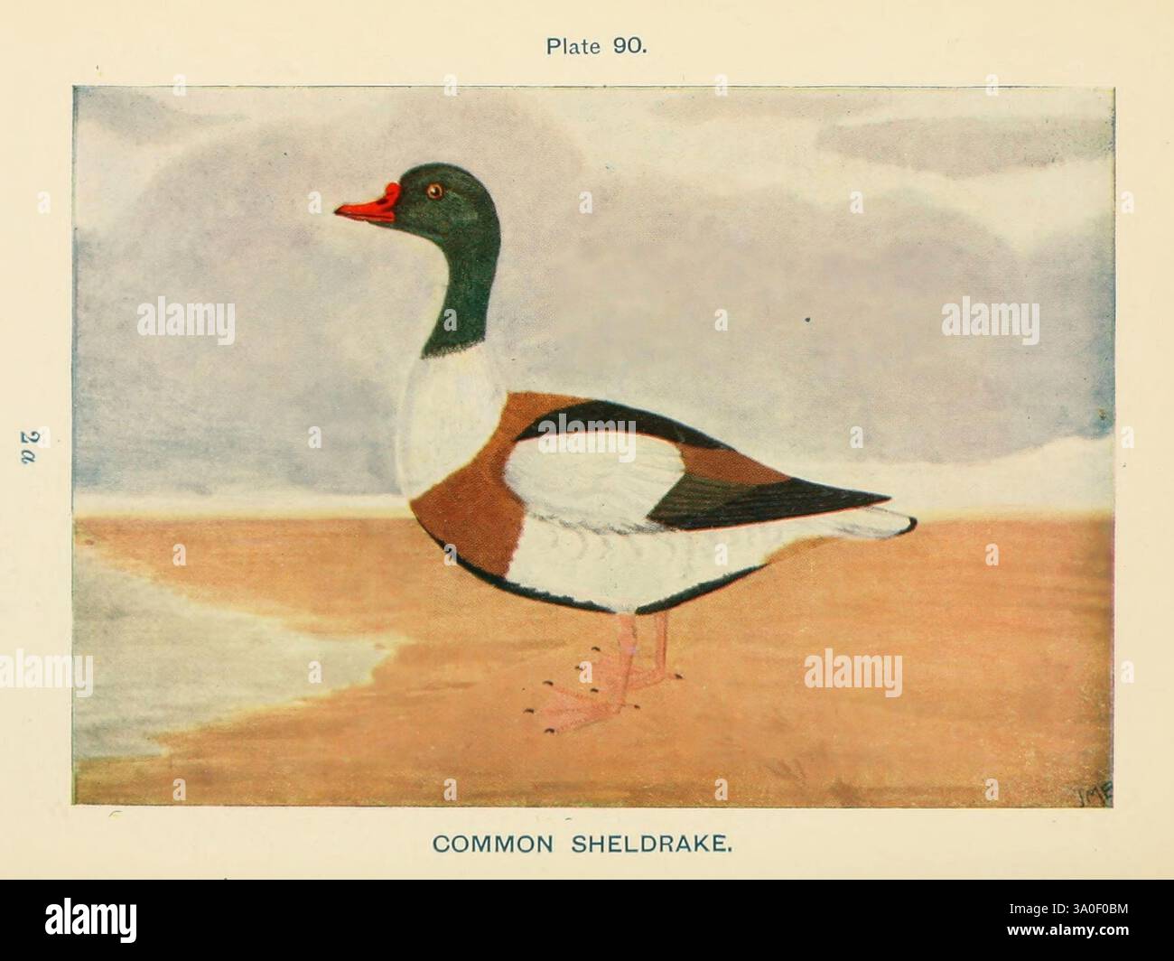 British birds & their eggs London W. & R. Chambers 1909 birds Great ...