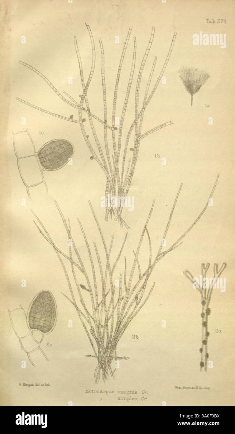 Journal of Botany, British and Foreign, London, Robert Hardwicke, 1863 ...