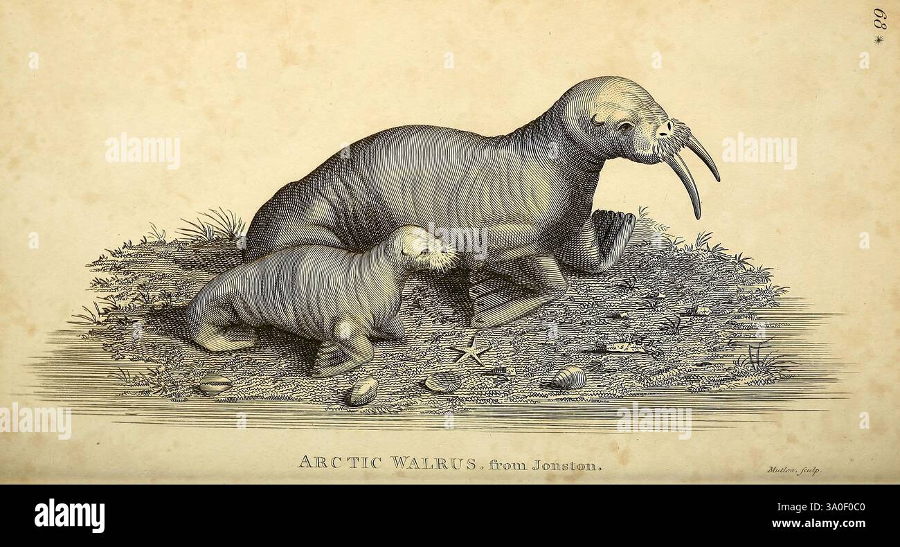 General zoology, or Systematic natural history, London, Printed for G ...