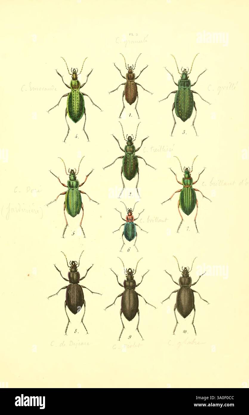 Musée entomologique illustré t.1 Paris, Rothschild, 1876-1878, beetles ...