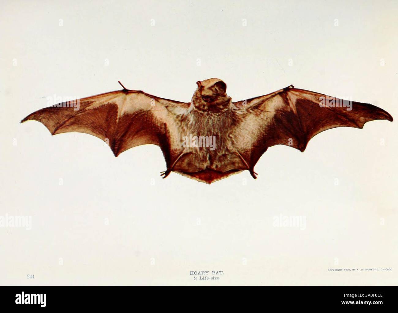 Bat natural history chiroptera lasiurus cinereus hi-res stock ...