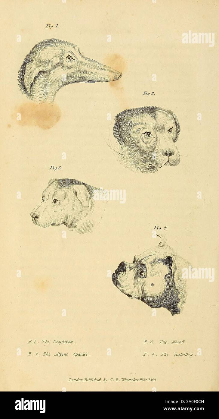 The class Mammalia London, Printed for Geo. B. Whittaker, 1827. mammals ...
