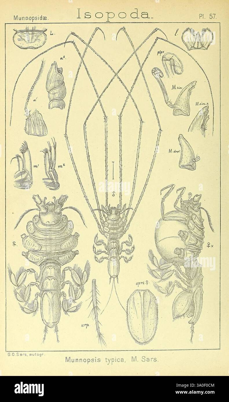 Detailed scientific illustration of various isopod specimens hi-res ...