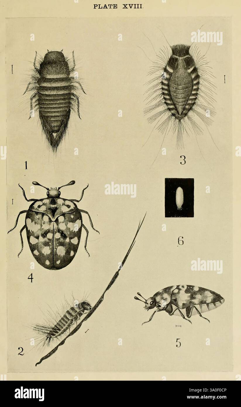 Typical of certain beetle types hi-res stock photography and images - Alamy