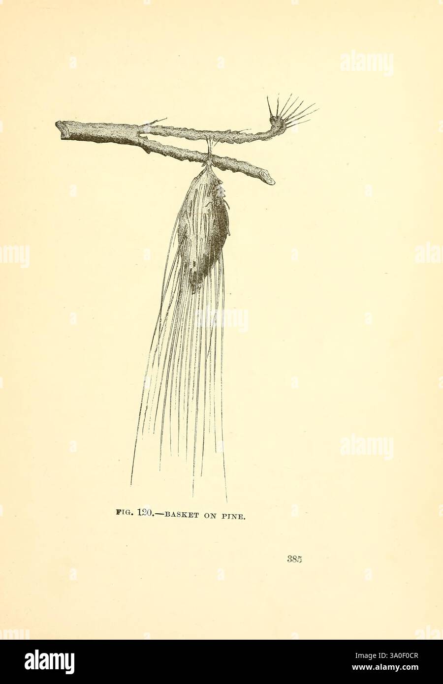 Showcasing fine strands hi-res stock photography and images - Alamy