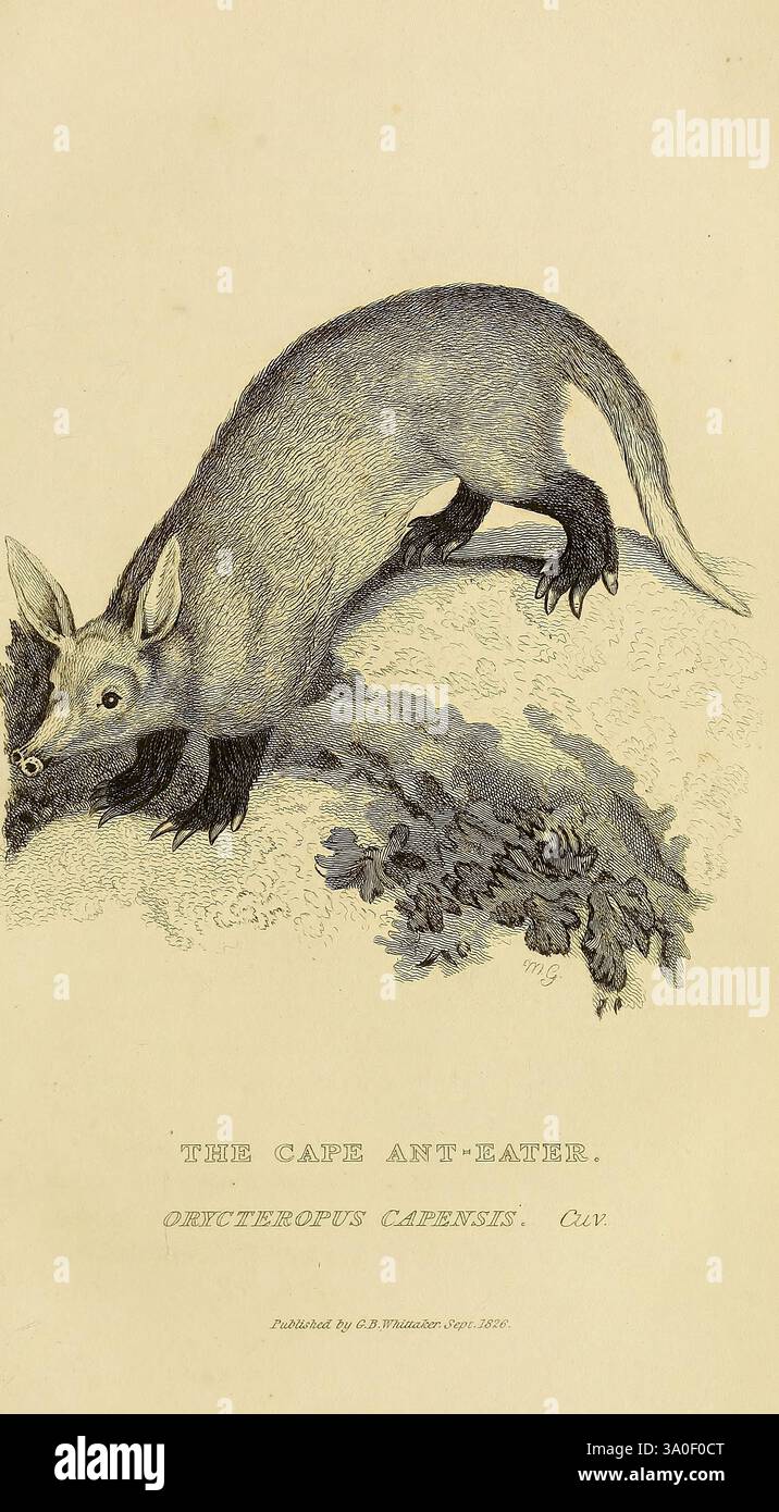 The class Mammalia, London, Printed for Geo. B. Whittaker, 1827 ...