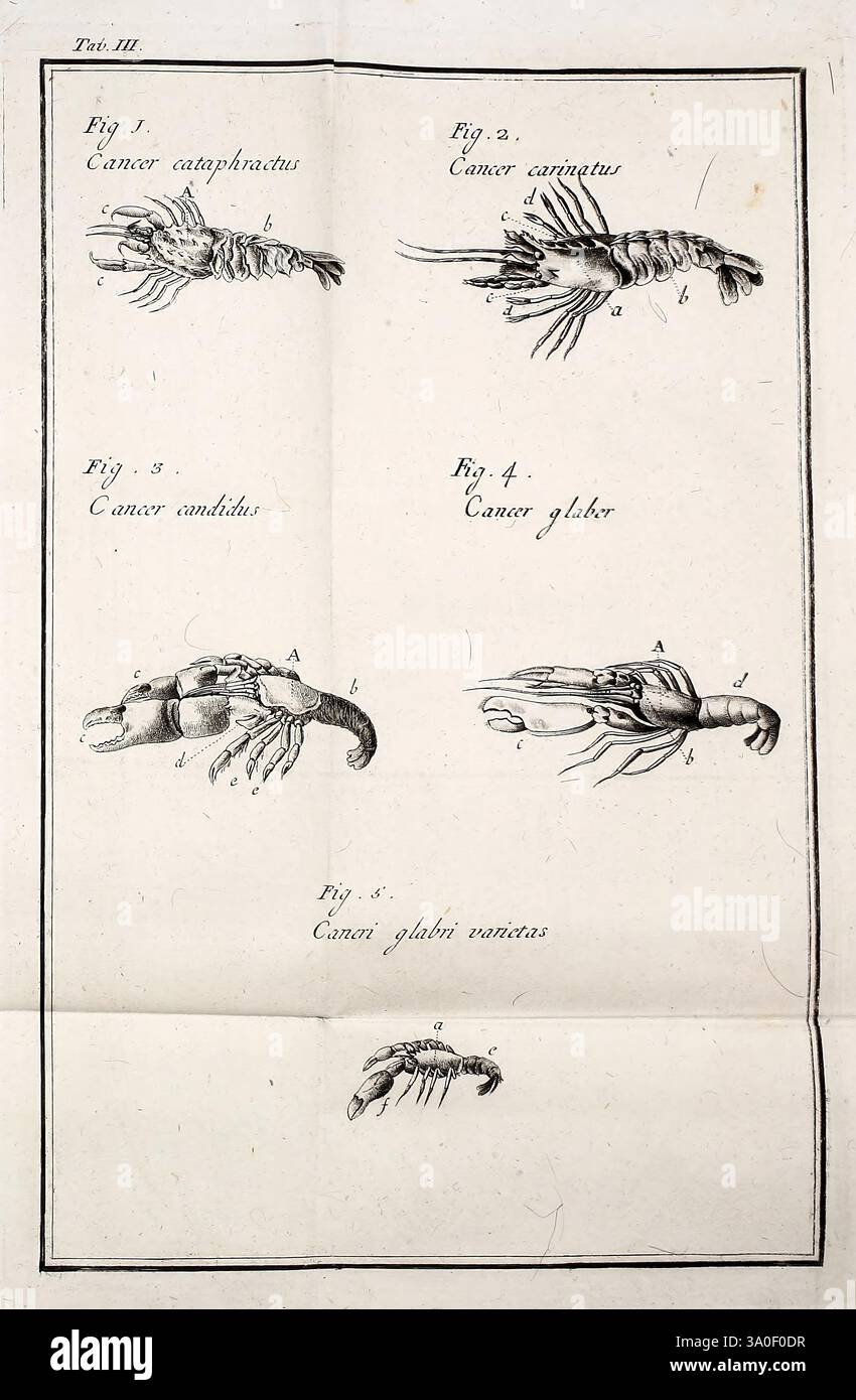 Zoologia Adriatica, Bassano, [G. Remondini e f1.], 1792, Italy, Marine ...