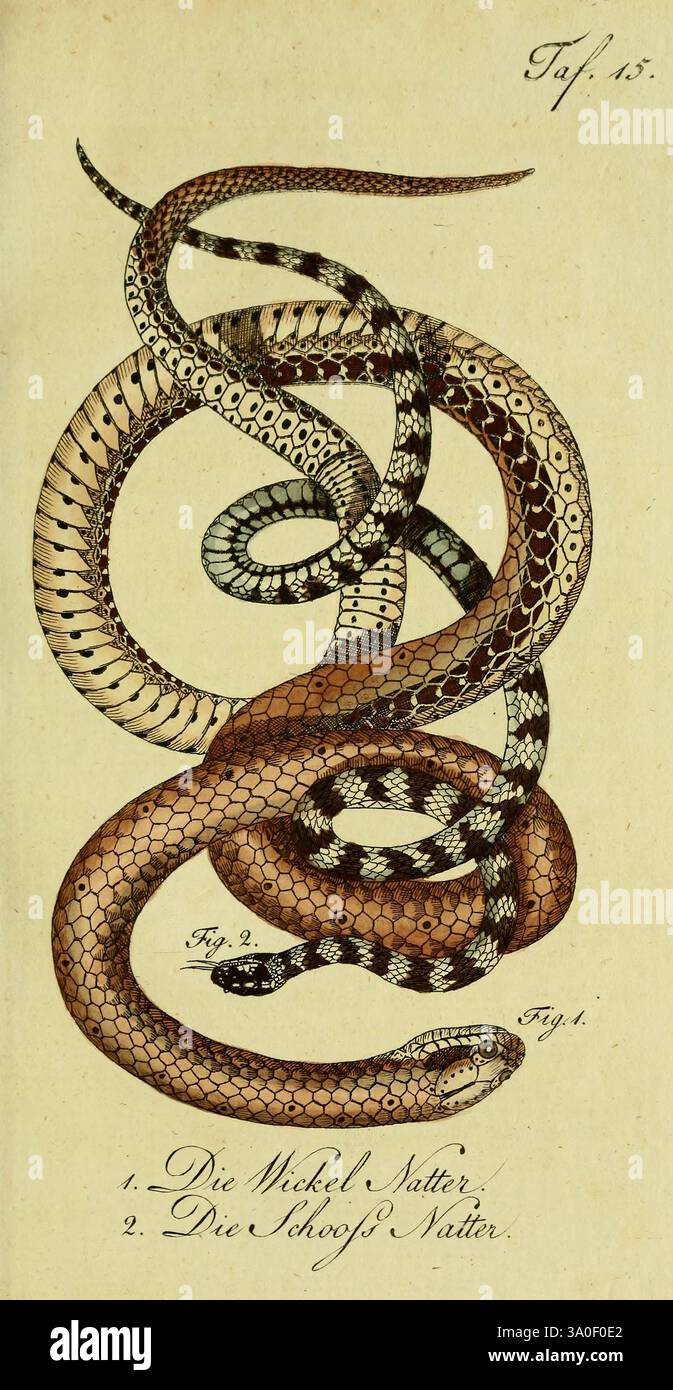 Herrn de la Cepede's Naturgeschichte der Amphibien, oder der ...