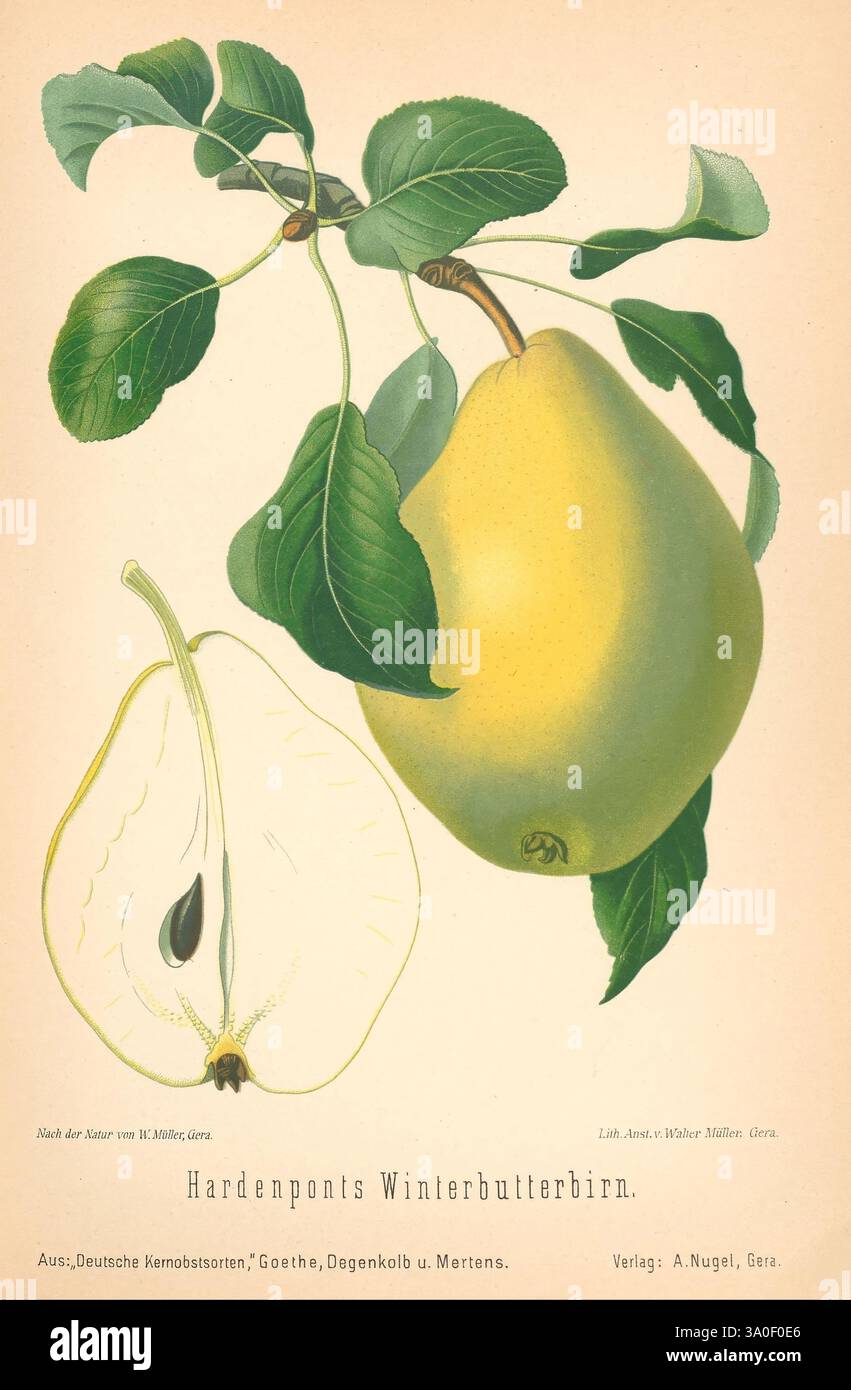 Aepfel, und, Birnen, Berlin, Paul, Parey, 1894, apples, Germany, pears ...