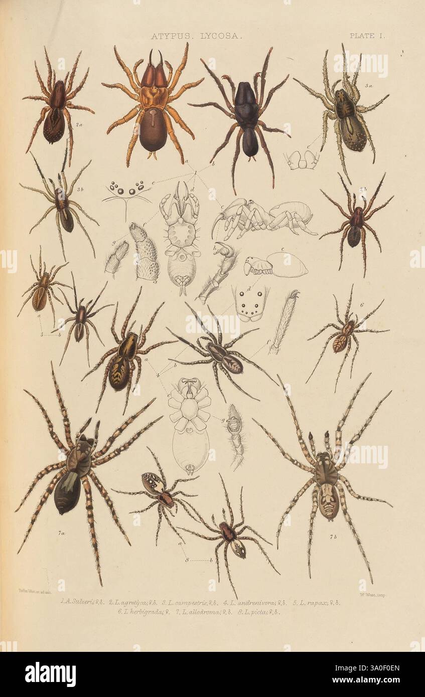 A history of the spiders of Great Britain and Ireland, London ...