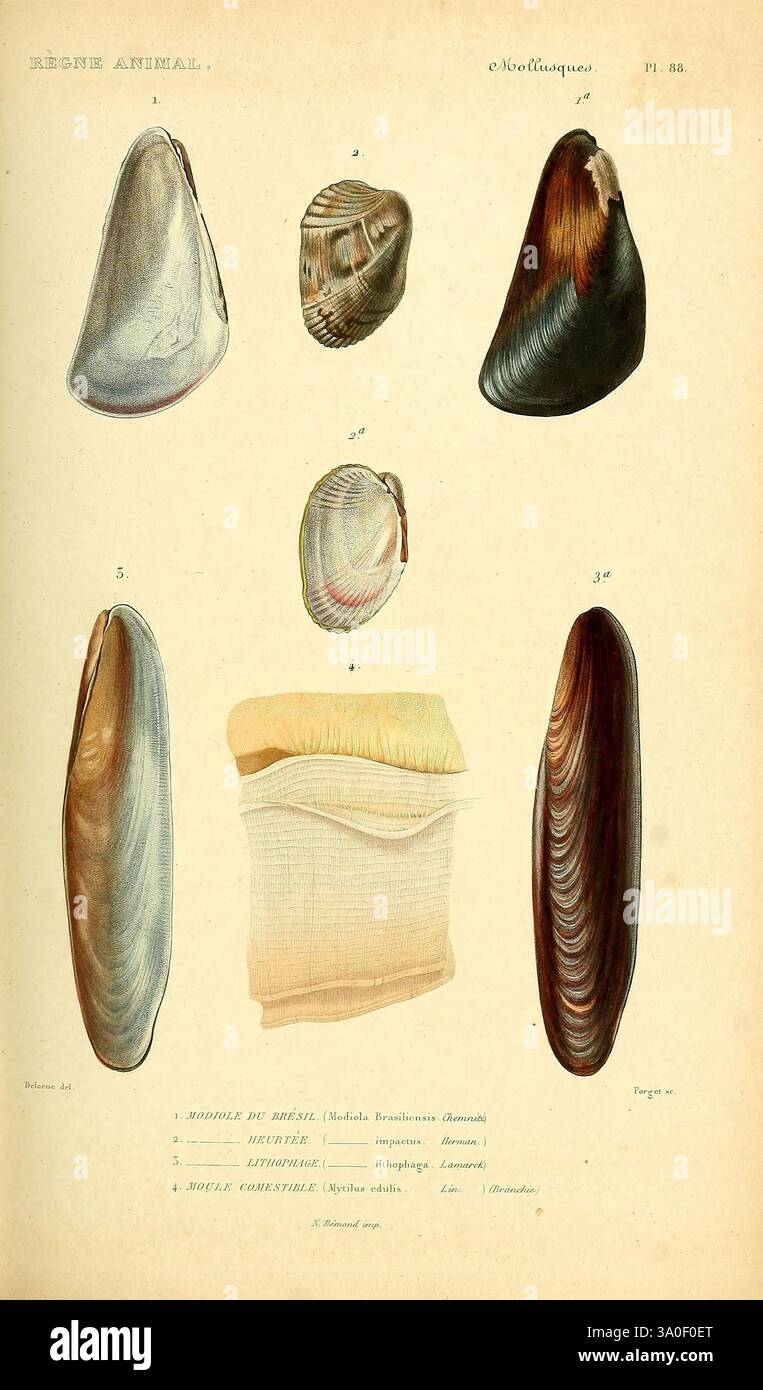 Top row displays two prominently hi-res stock photography and images ...