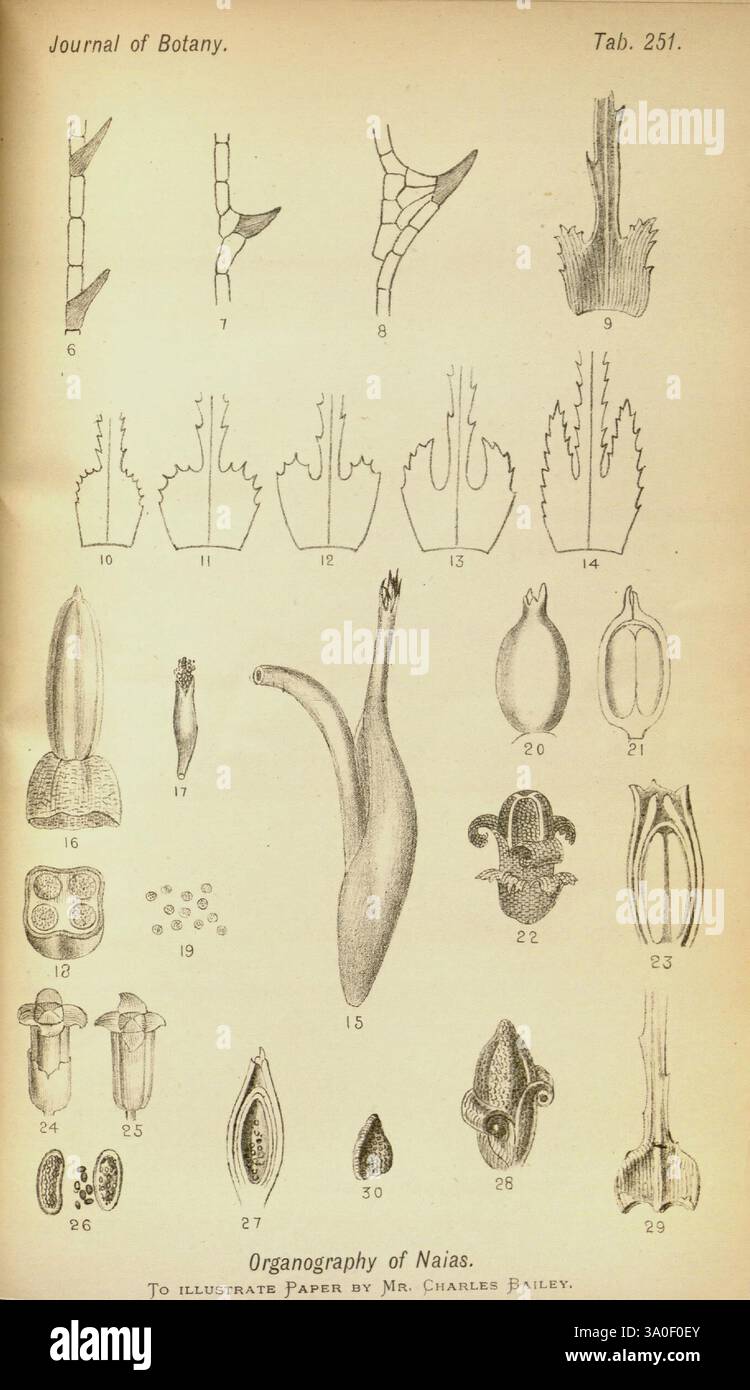Various botanical structures associated hi-res stock photography and ...