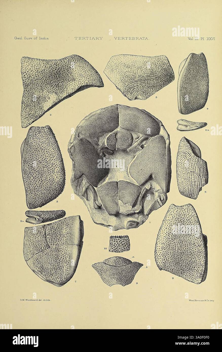 Indian Tertiary and post Tertiary Vertebrata, Calcutta, Geological ...