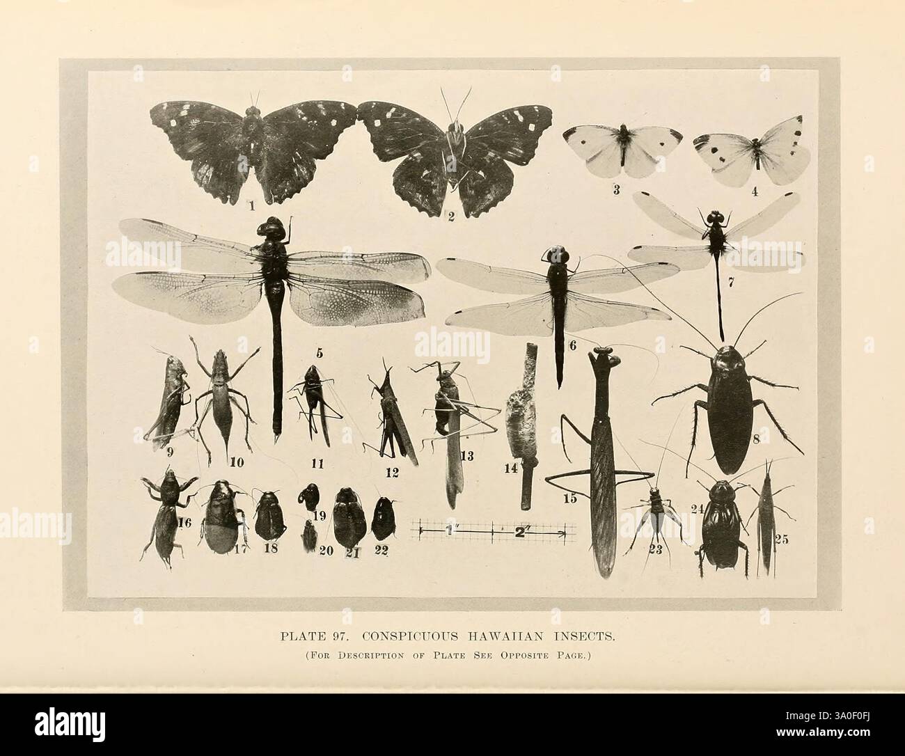 Diverse array of hawaiian insects hi-res stock photography and images ...