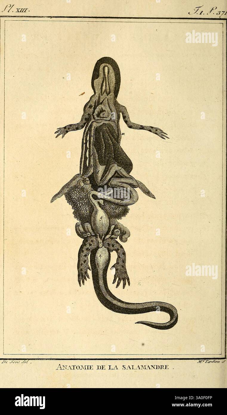 Anatomie de la salamandre hi-res stock photography and images - Alamy