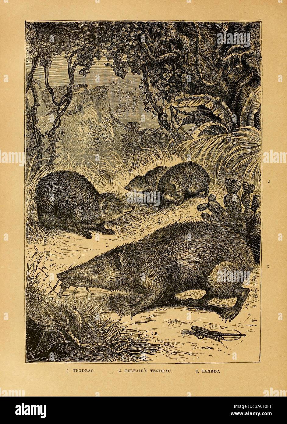 Featuring three distinct creatures hi-res stock photography and images ...