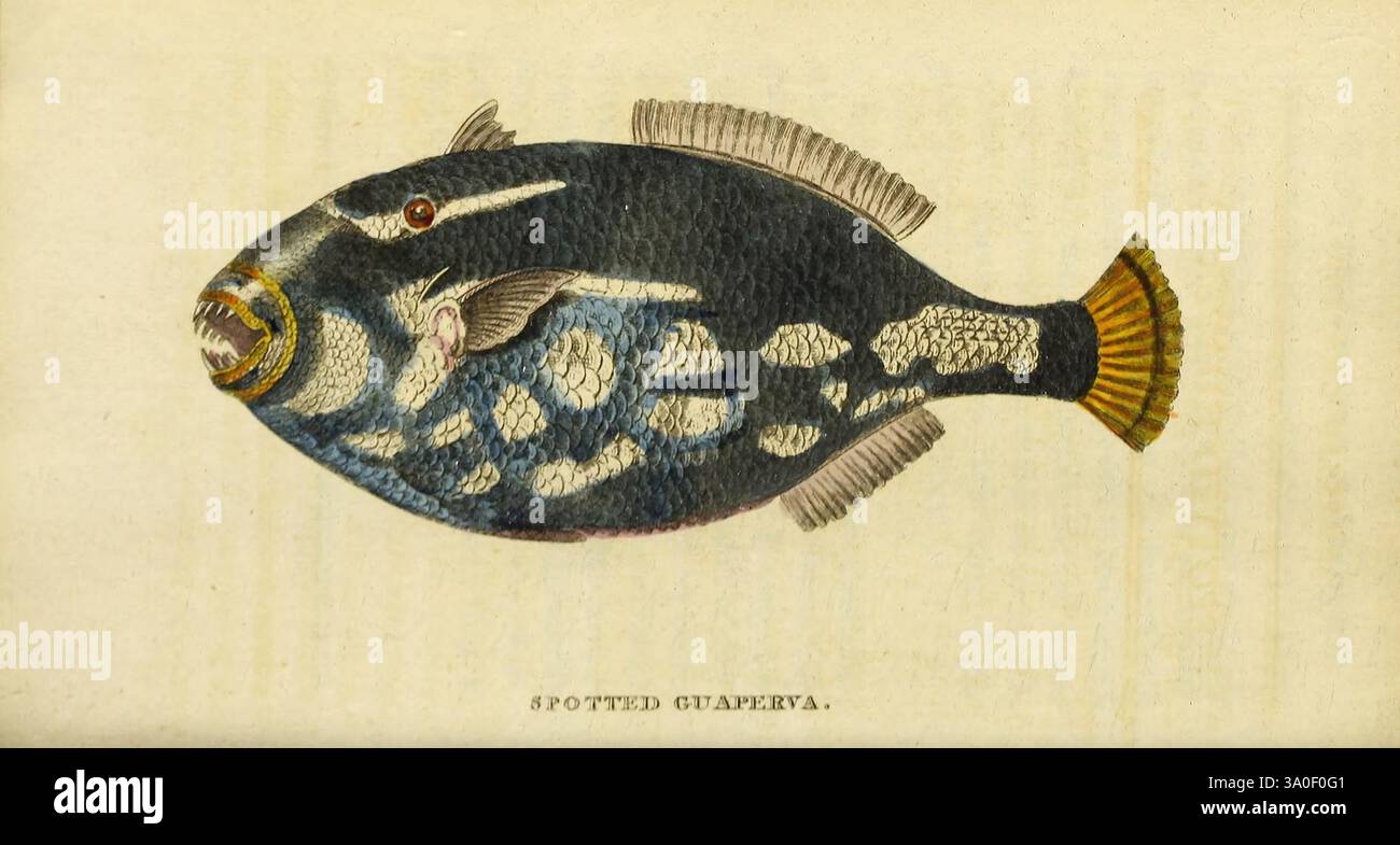 The, Naturalist's, Pocket, Magazine, or compleat, cabinet, of, the ...