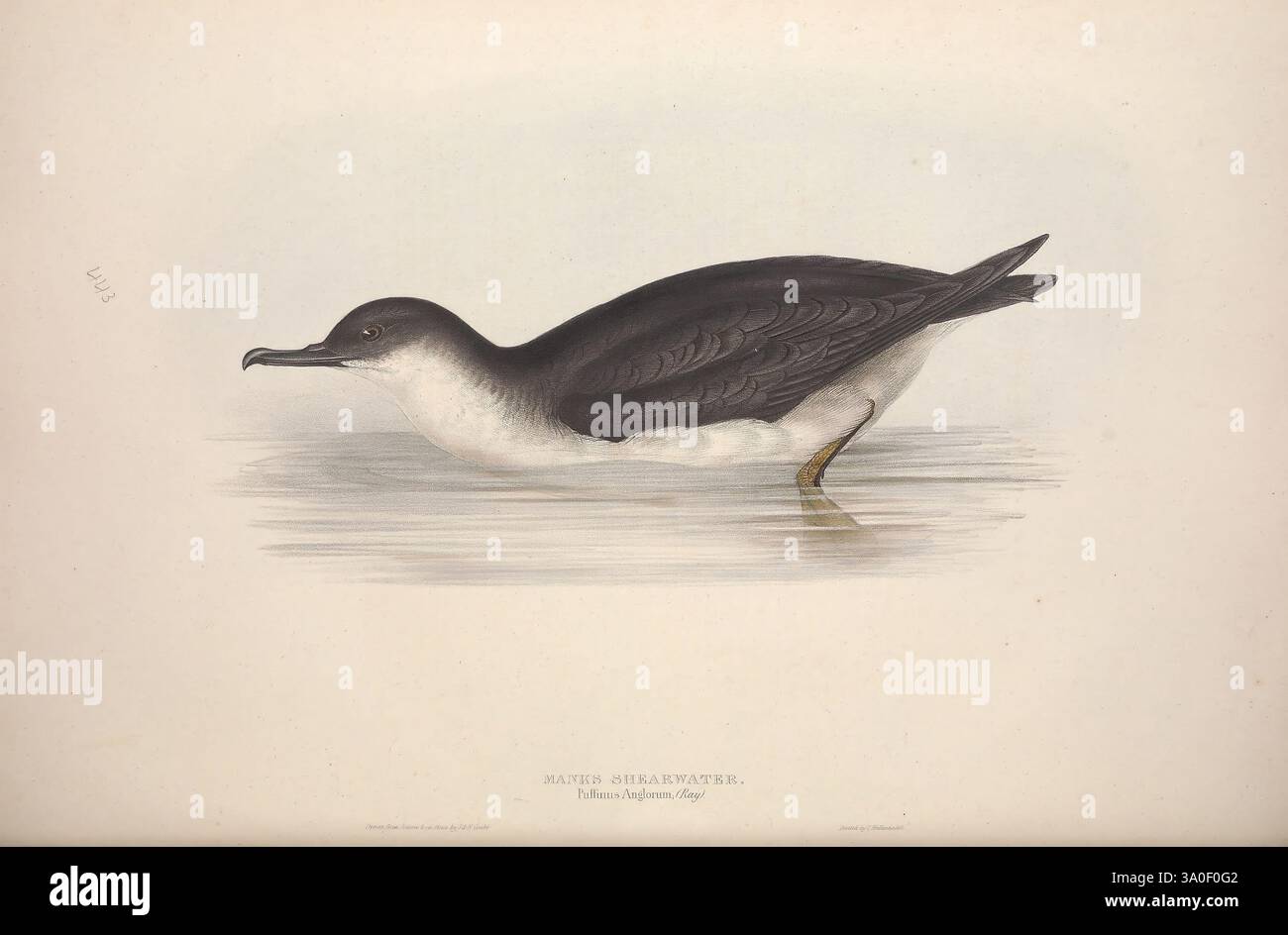 The birds of Europe London 1837 Birds Europe Pictorial works Elizabeth ...