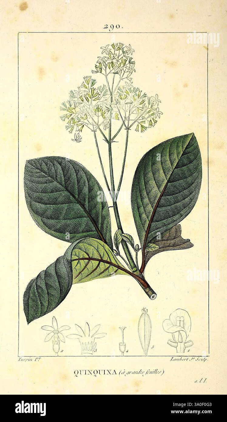 Flore Médicale, Paris, Imprimerie de C. L. F. Panckoucke, 1833-1835 ...