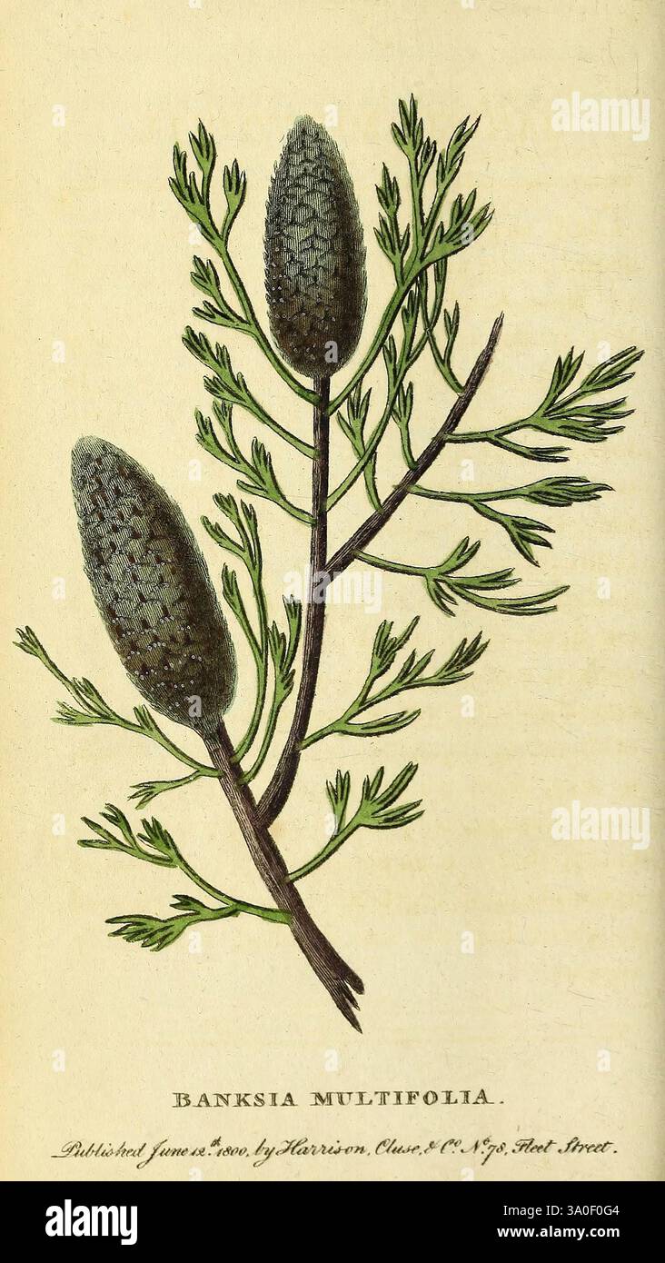 Cluster of finely divided hi-res stock photography and images - Alamy