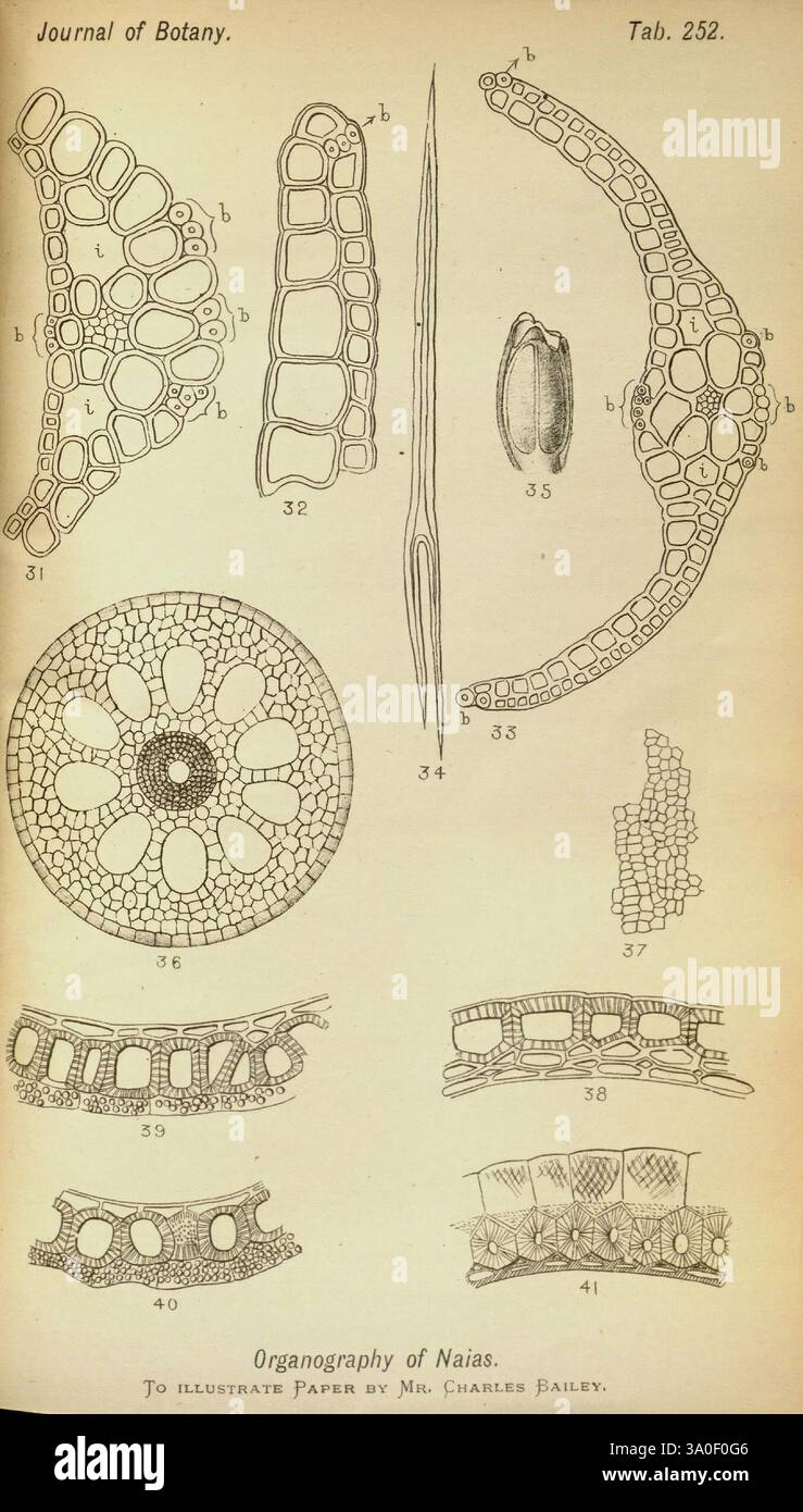 Intricate details of different cell types hi-res stock photography and ...