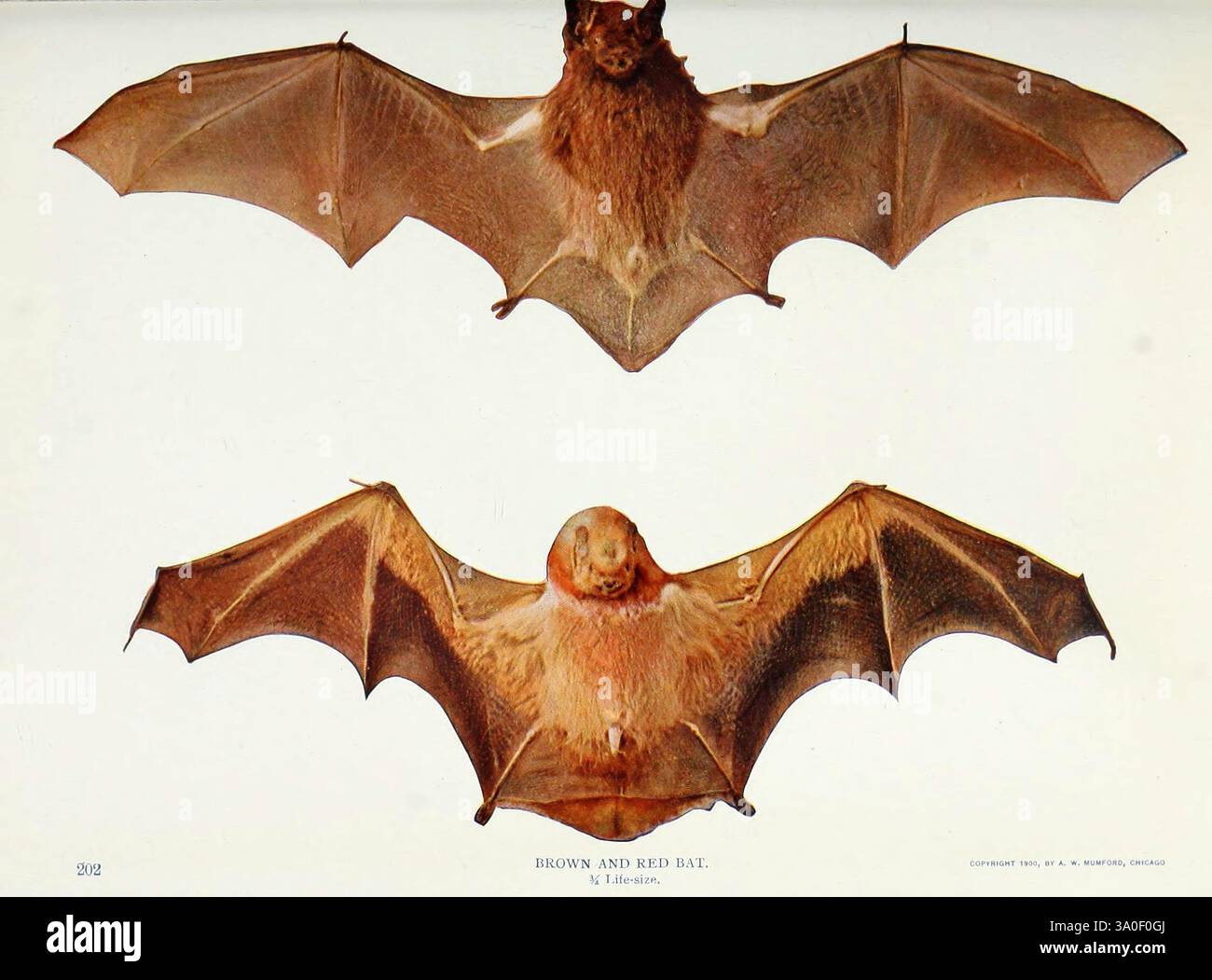 Upper bat features hi-res stock photography and images - Alamy