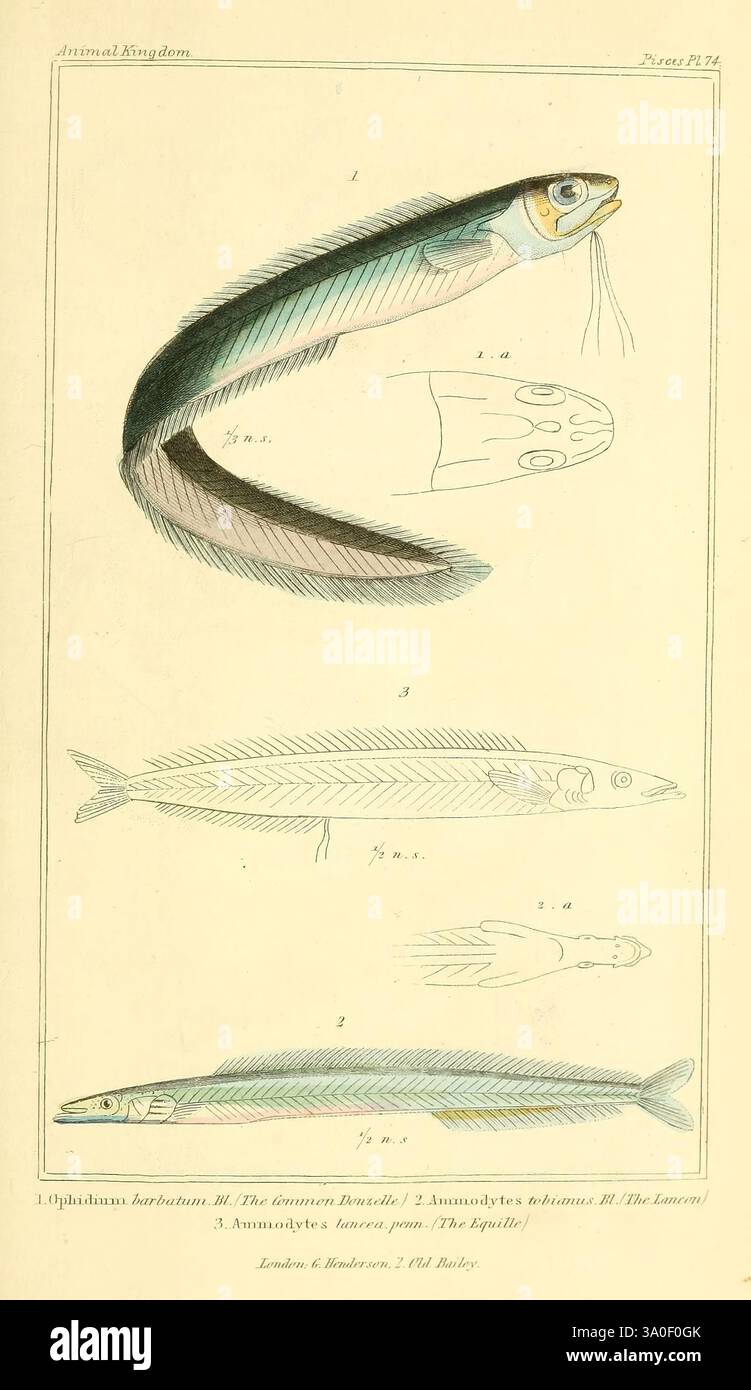 Distinctive fin placement hi-res stock photography and images - Alamy