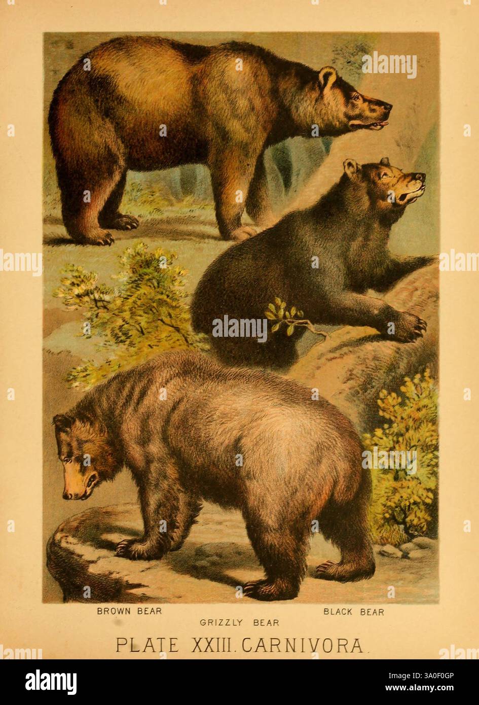 The animal kingdom, based upon the writings of the eminent naturalists ...